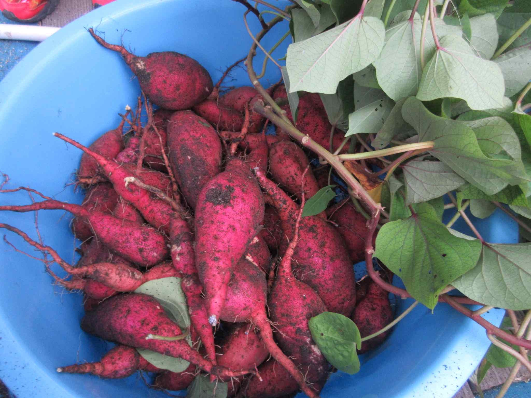 芋ほり🍠 | おぐまの保育園